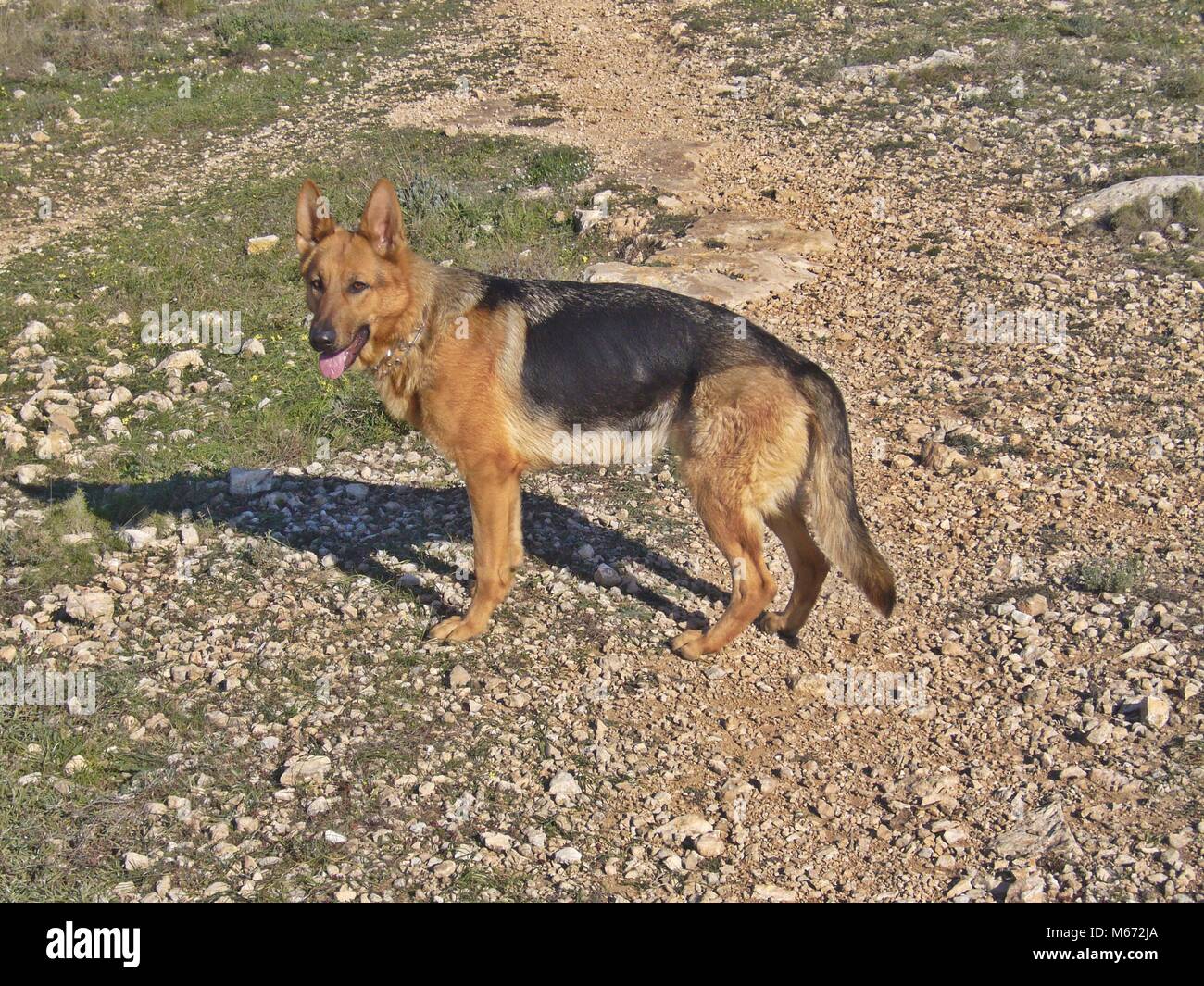 Pure breed champion German shepherd dog in show stand on green grass ...