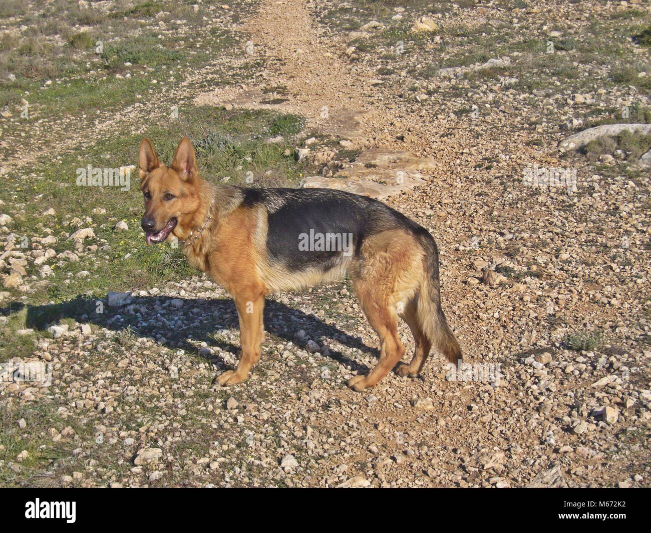 Pure breed champion German shepherd dog in show stand on green grass ...