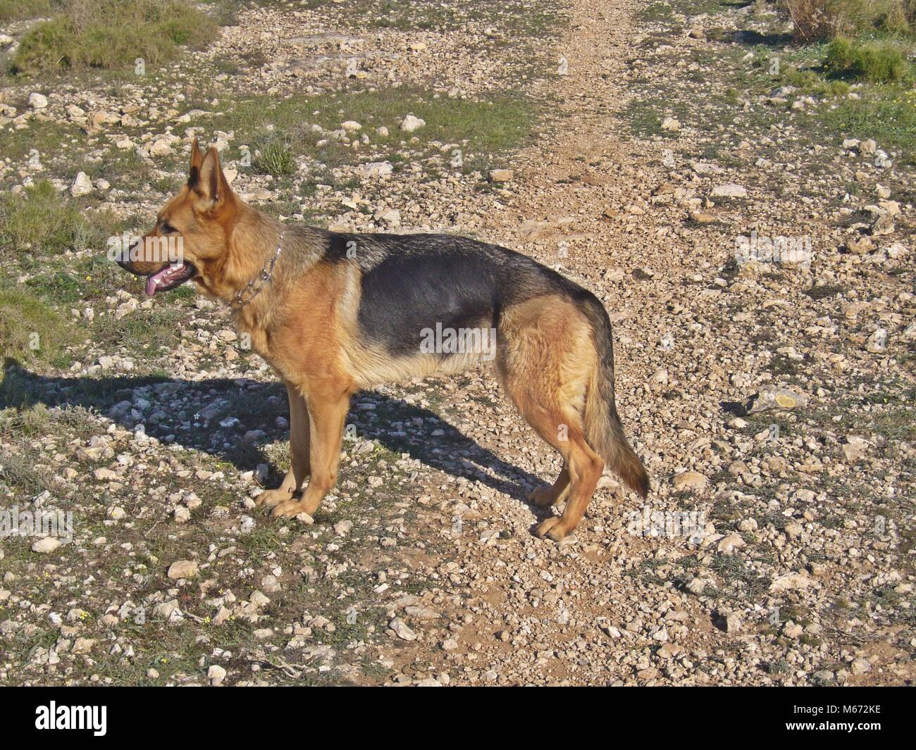 Pure breed champion German shepherd dog in show stand on green grass ...