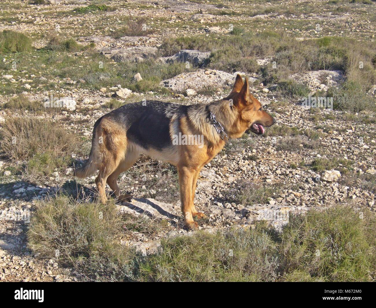 Pure breed champion German shepherd dog in show stand on green grass ...