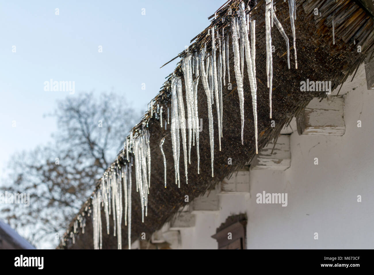 Icicles on a thatch of a traditional cottage house in Ocsa, Hungary ...