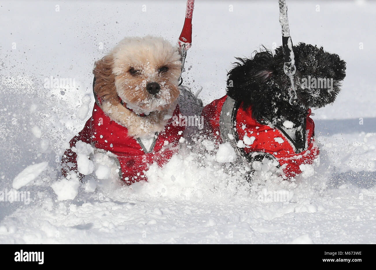 Jasper and Cooper in snowy conditions in Larbert, near Falkirk, as ...