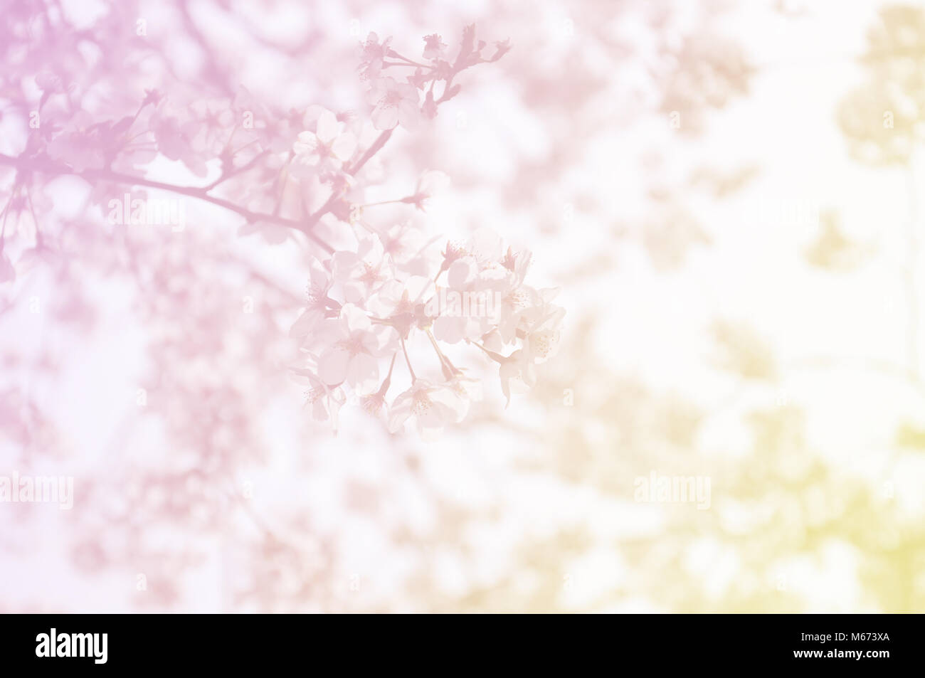 Soft focus of sakura flower on sweet color as background Stock Photo ...
