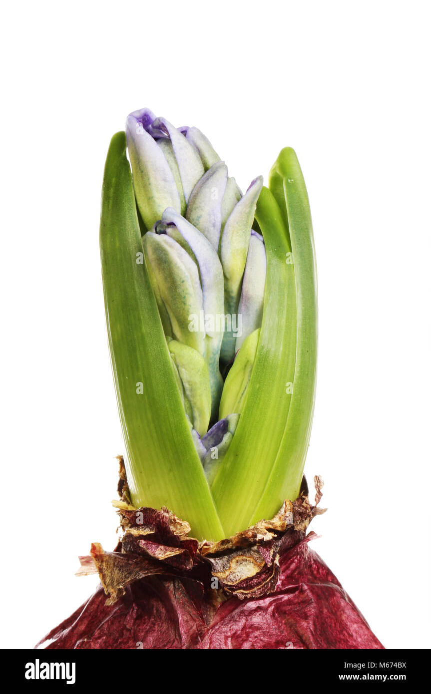 Closeup of a sprouting hyacinth bulb isolated against white Stock Photo ...