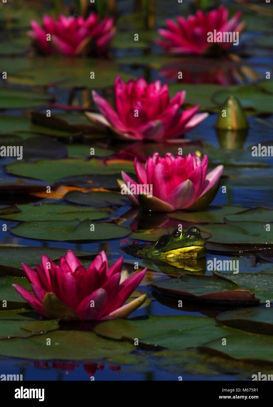 Silverton, Oregon, USA. 17th June, 2003. The Amazing Water Garden in ...