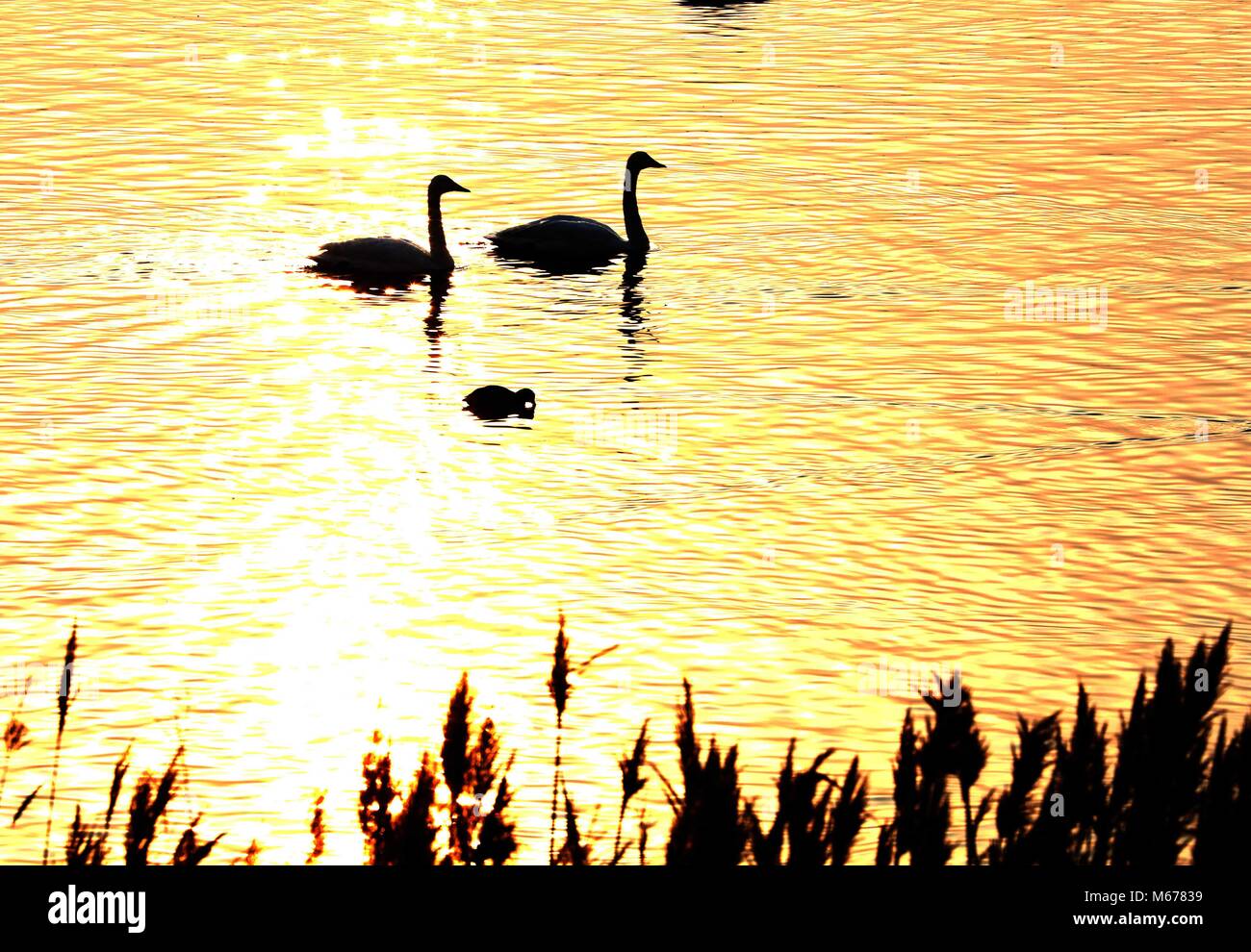 Rongchen, Rongchen, China. 1st Mar, 2018. Rongcheng, CHINA-1st March 2018: Morning scenery of ...