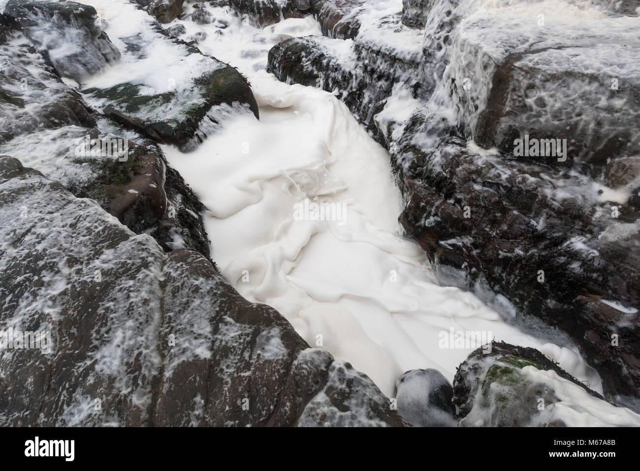 Sea foam on the coast of Northumberland, caused by sea water agitation ...