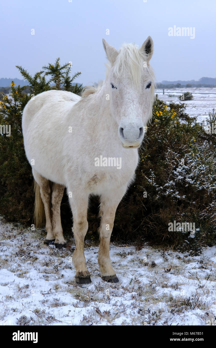 The First Snow High Resolution Stock Photography and Images - Alamy