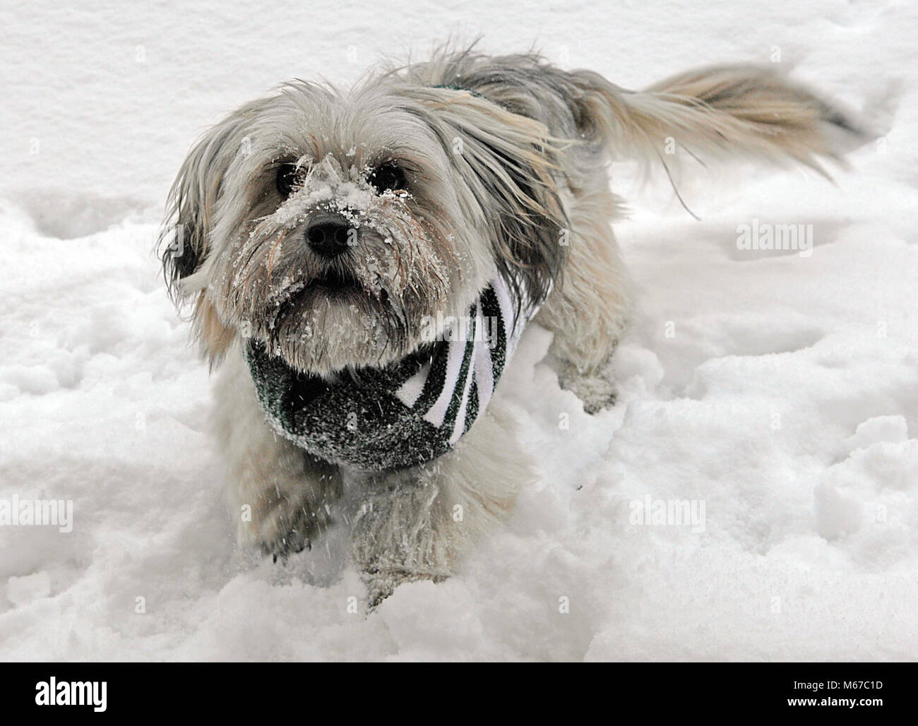 Shorkie puppy hi-res stock photography and images - Alamy