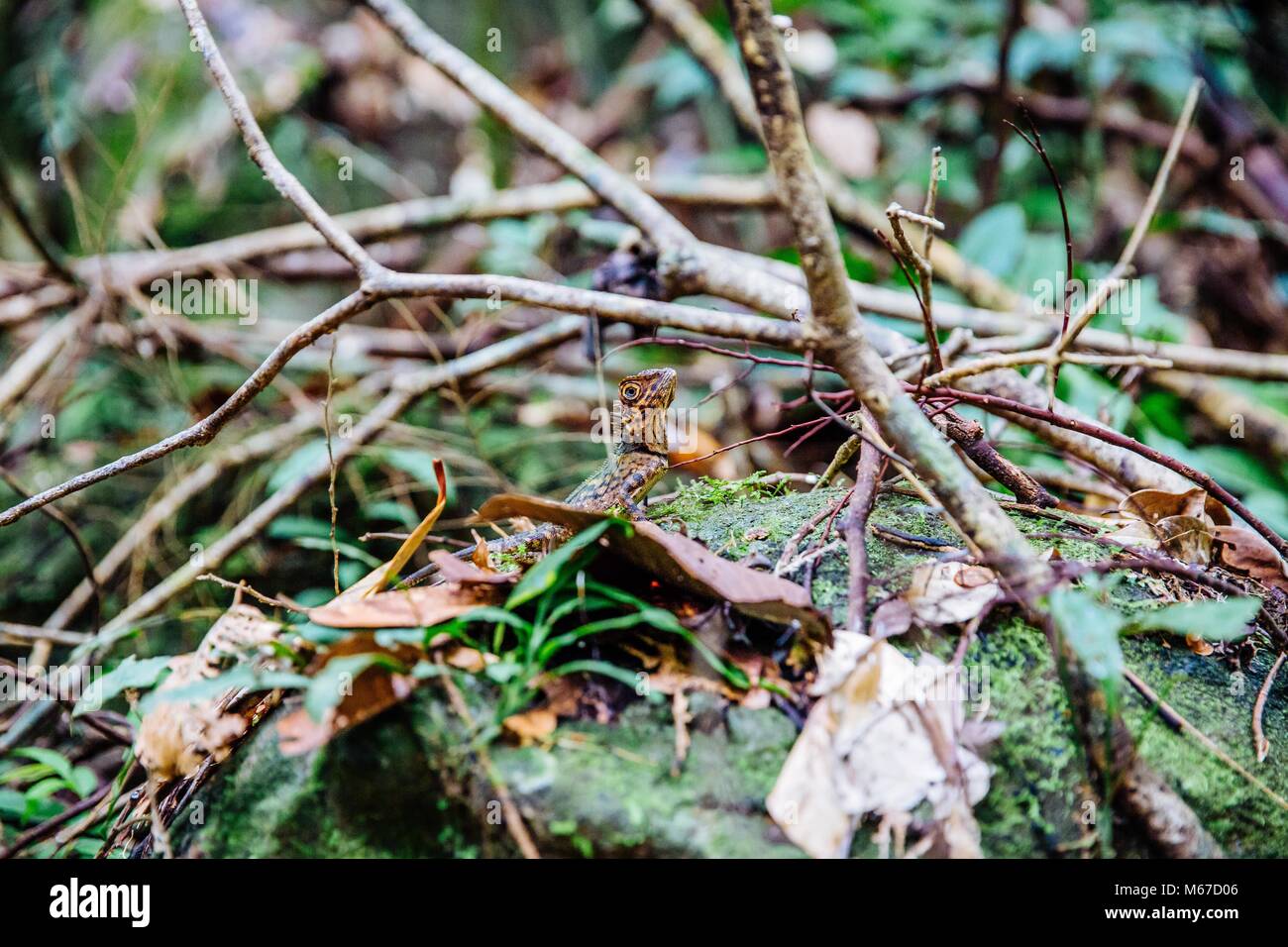 Kuching, Malaysia. 1st Mar, 2018. A blue eye Borneo angle-head lizard ...