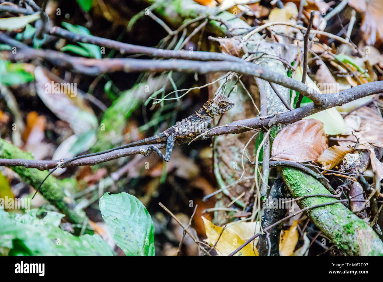 Angle head lizard hi-res stock photography and images - Alamy