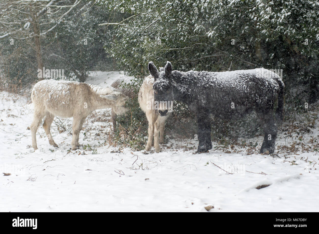 Donkeys new forest snow hi-res stock photography and images - Alamy