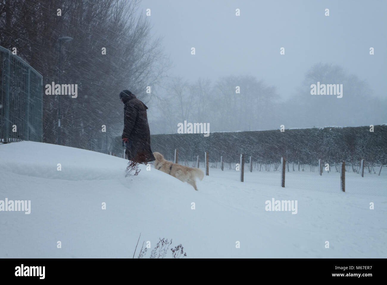 Man walking yellow labrador dog hi-res stock photography and images - Alamy