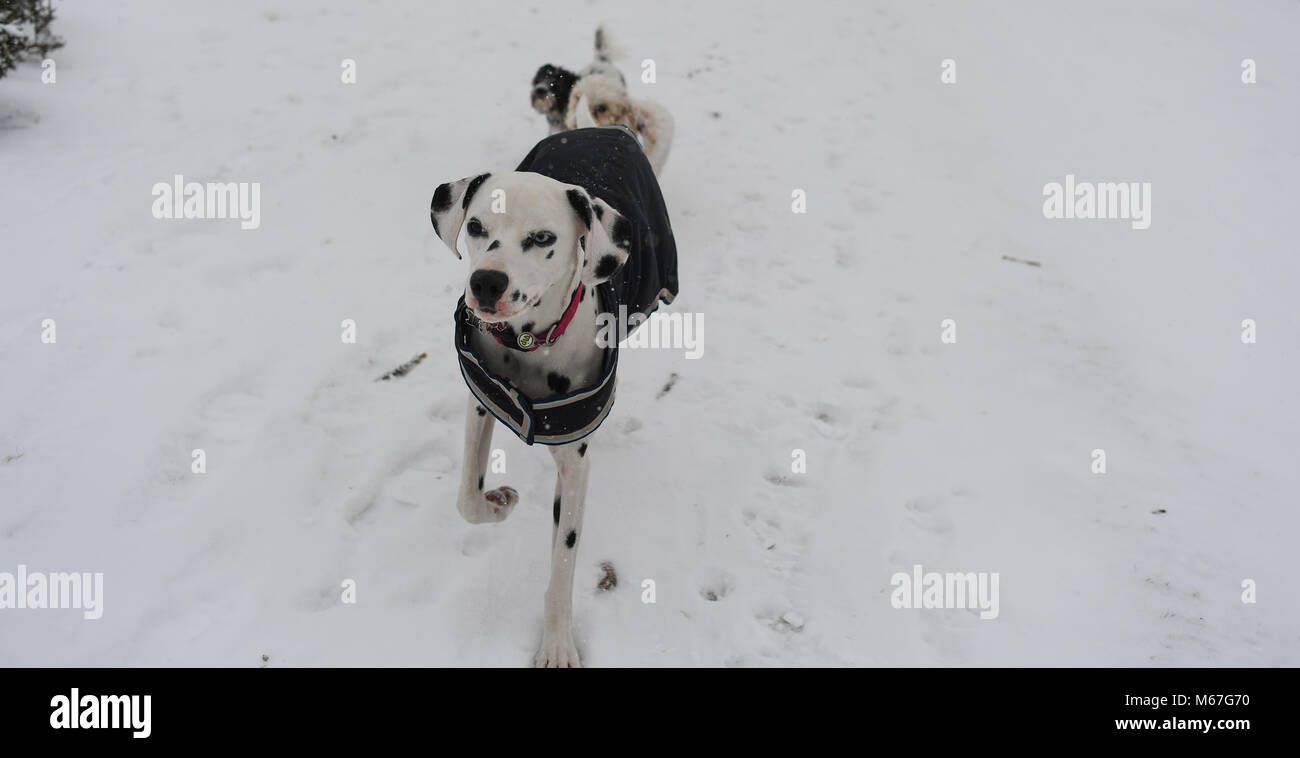 Southampton, UK. 1st March, 2018. Thursday 1st March 2018 UKsnow West ...