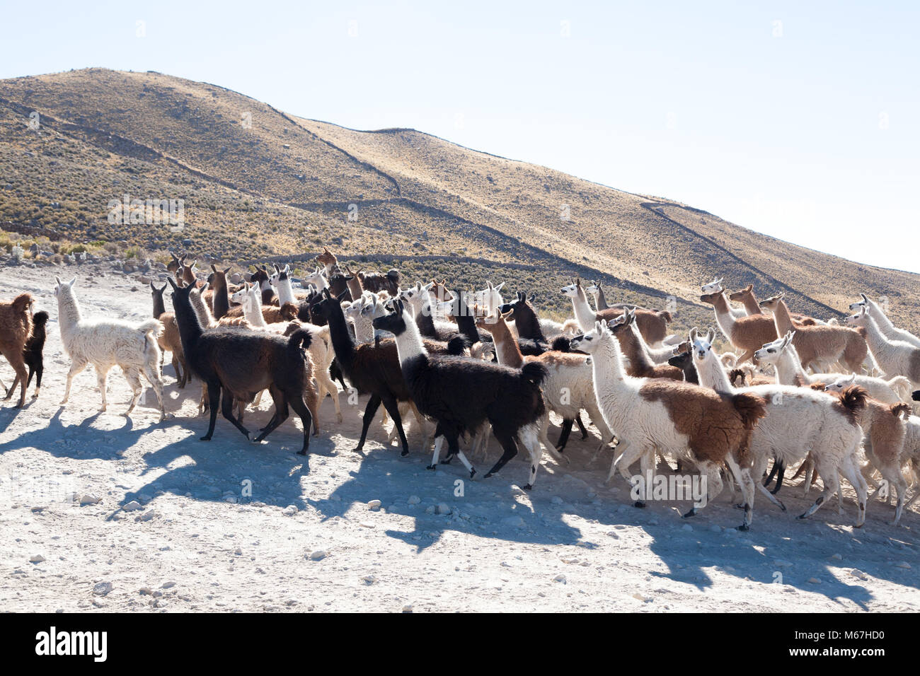 Bolivian llama breeding on Andean plateau,Bolivia Stock Photo - Alamy