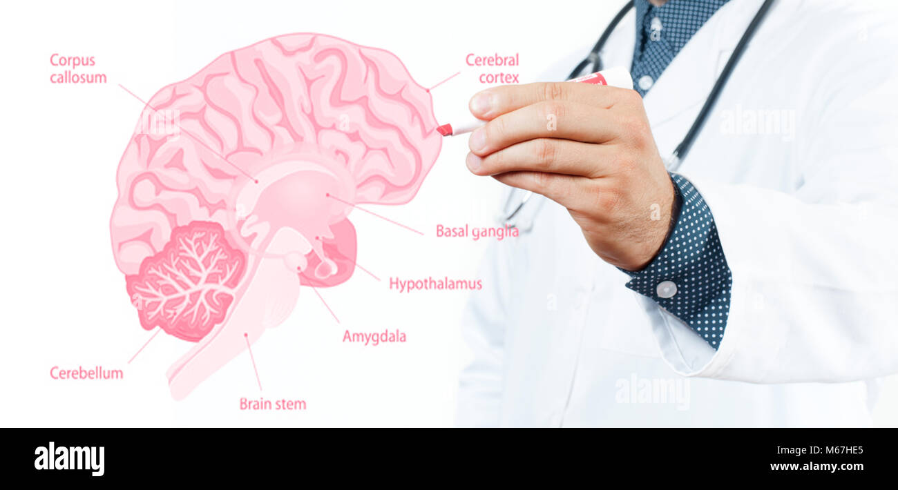 Medicine Concept. Doctor and Anatomy of human brain for basic medical ...