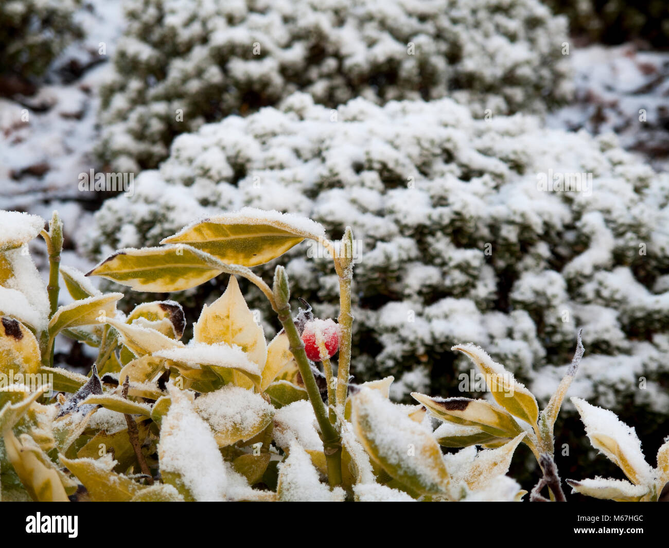 Wintery scene of a light dusting of snow on garden vegetation Stock ...