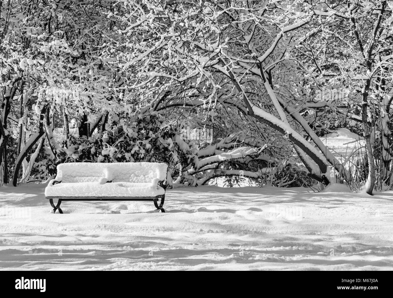 Winter scene trees bench Black and White Stock Photos & Images - Alamy