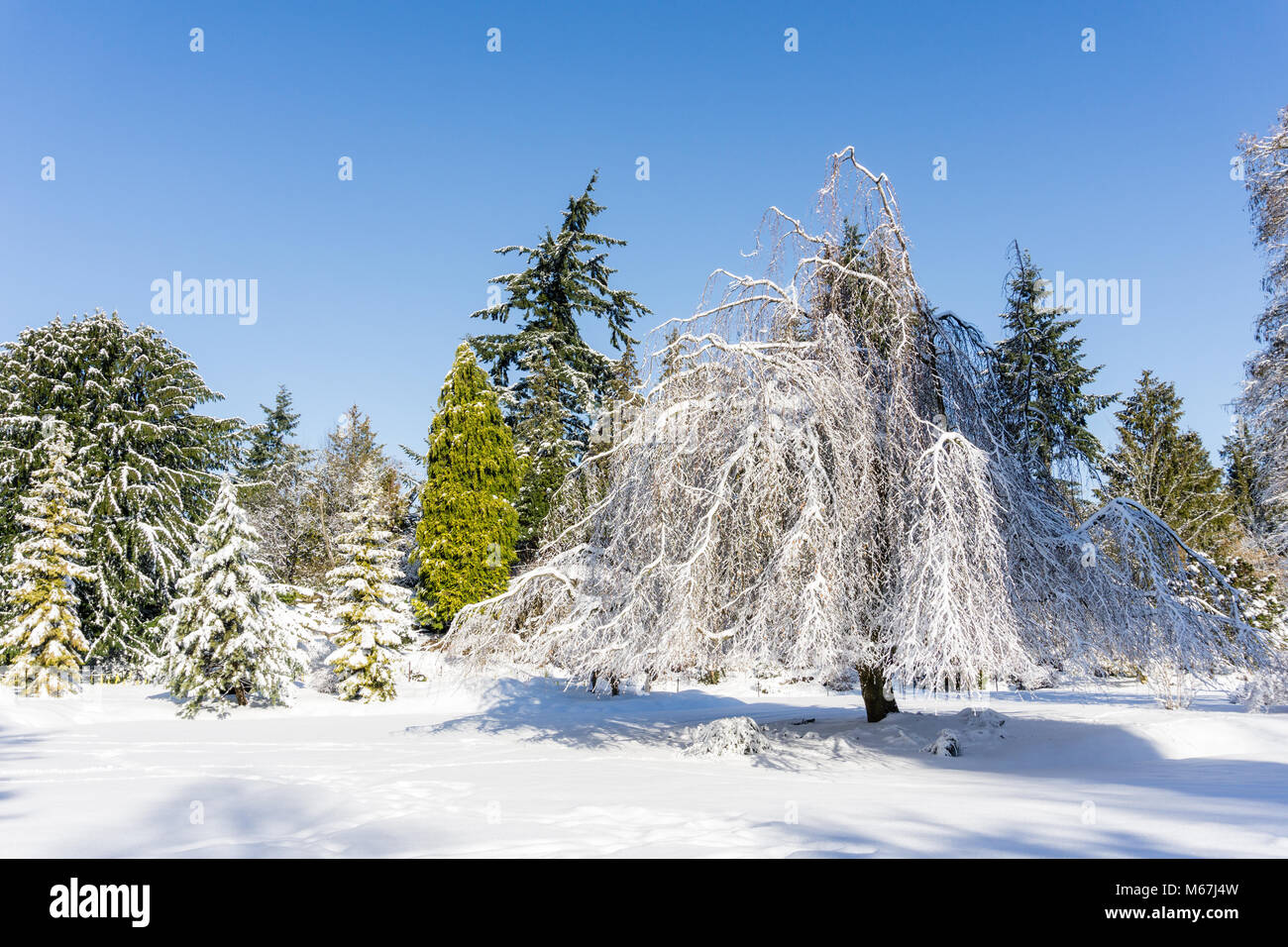 Beautiful winter forest landscape with snow covered trees Stock Photo ...
