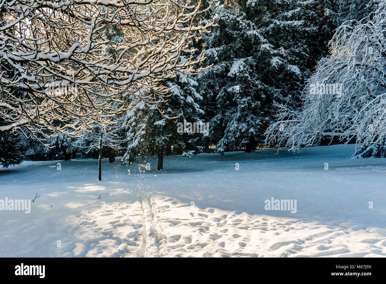 Beautiful winter forest landscape hi-res stock photography and images ...