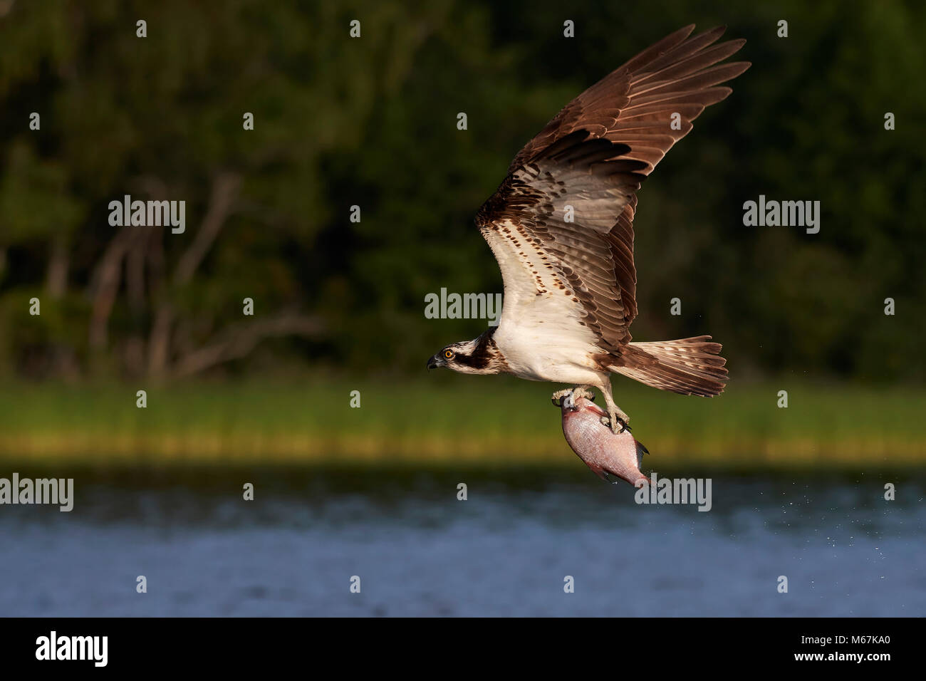 Osprey in flight in its natural habitat Stock Photo - Alamy