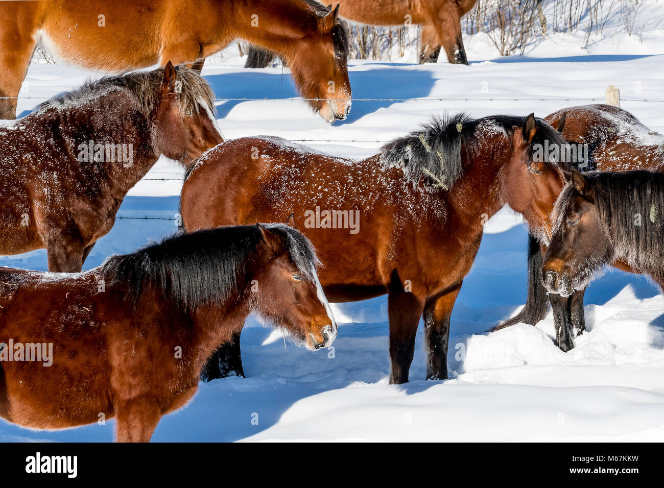 Extreme cold hi-res stock photography and images - Alamy