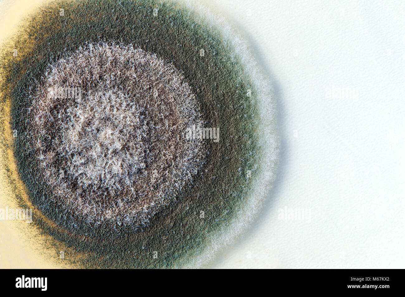 closeup of big fungi colony Stock Photo - Alamy