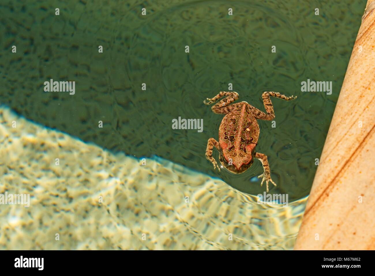 Swimming cane toad in backyard swimming pool in Queensland , Australia ...