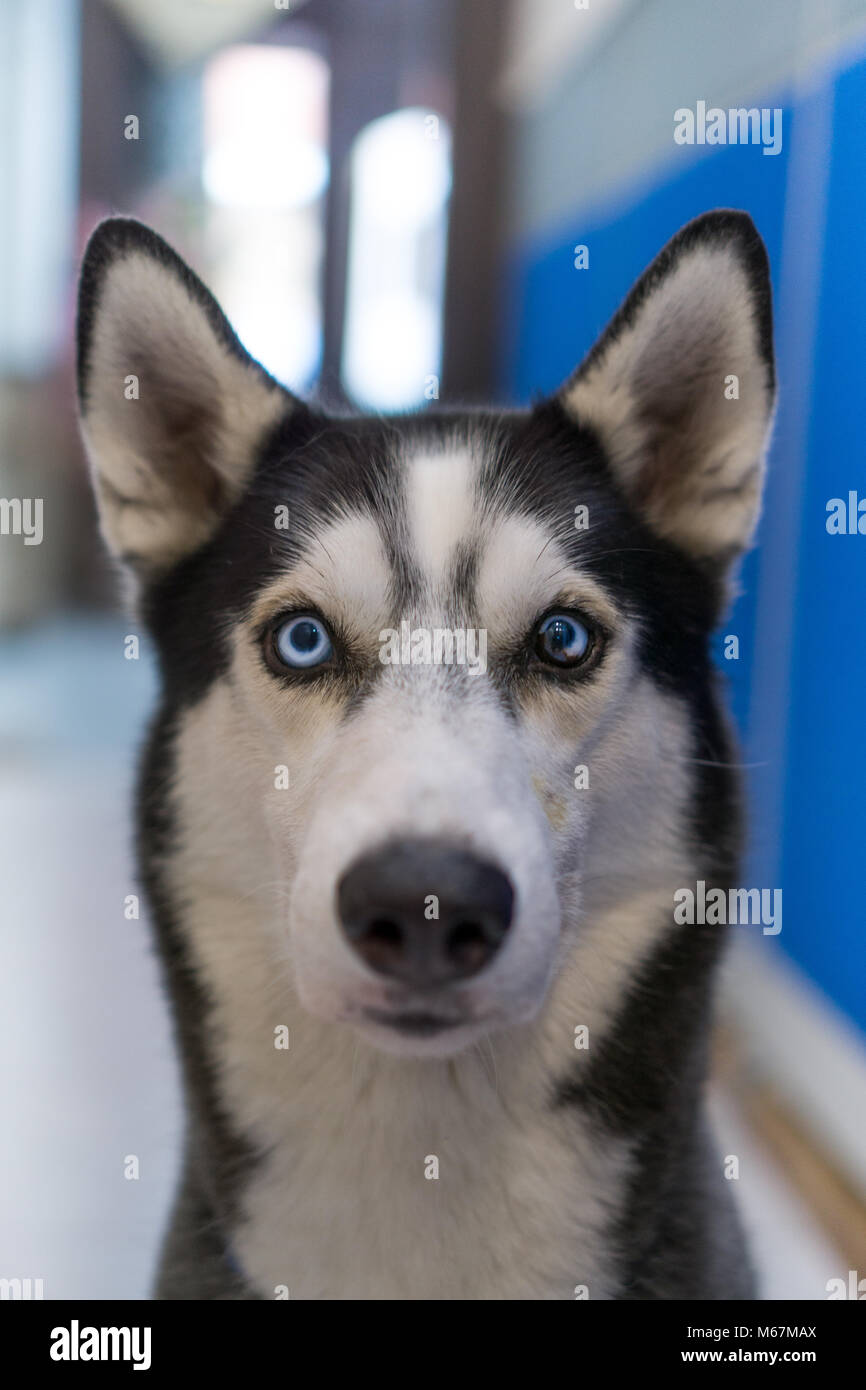 Portrait siberian husky hi-res stock photography and images - Alamy