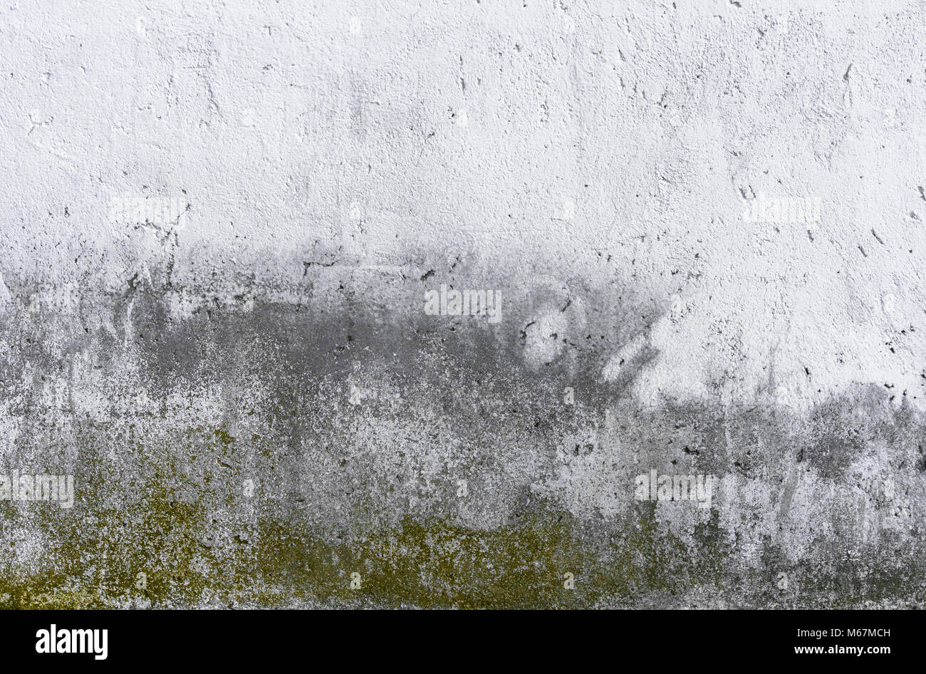 Dirty fungus or mold on the wall texture background Stock Photo - Alamy