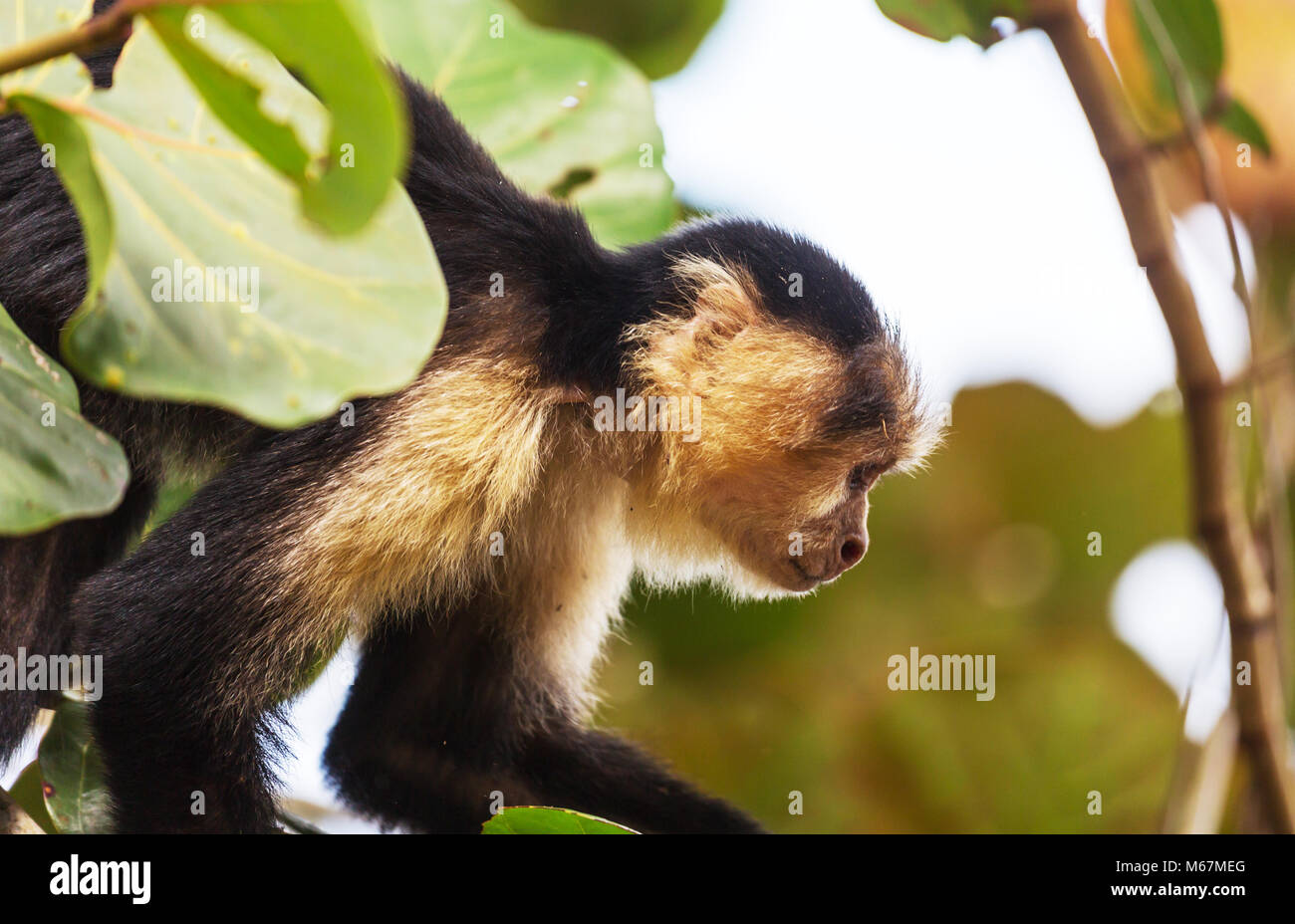 White faced capuchin monkeys forest in Costa Rica, Central America ...