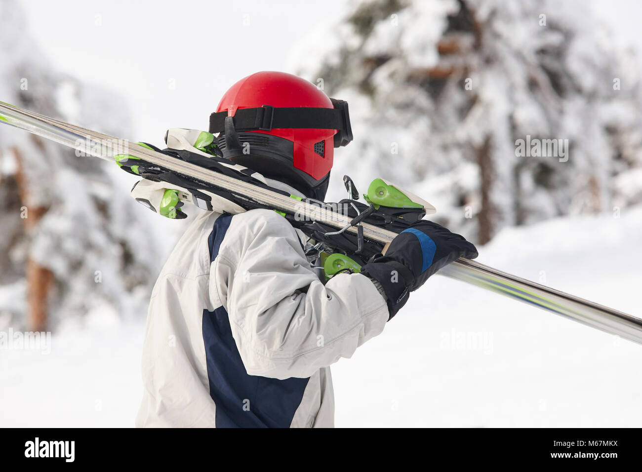 Skier carrying skis on a snowy forest landscape. Winter sport Stock ...