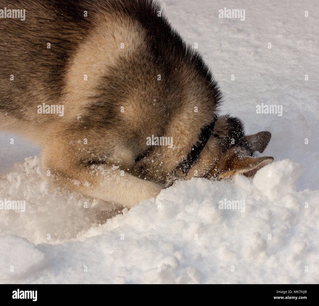 Husky dog digging hi-res stock photography and images - Alamy