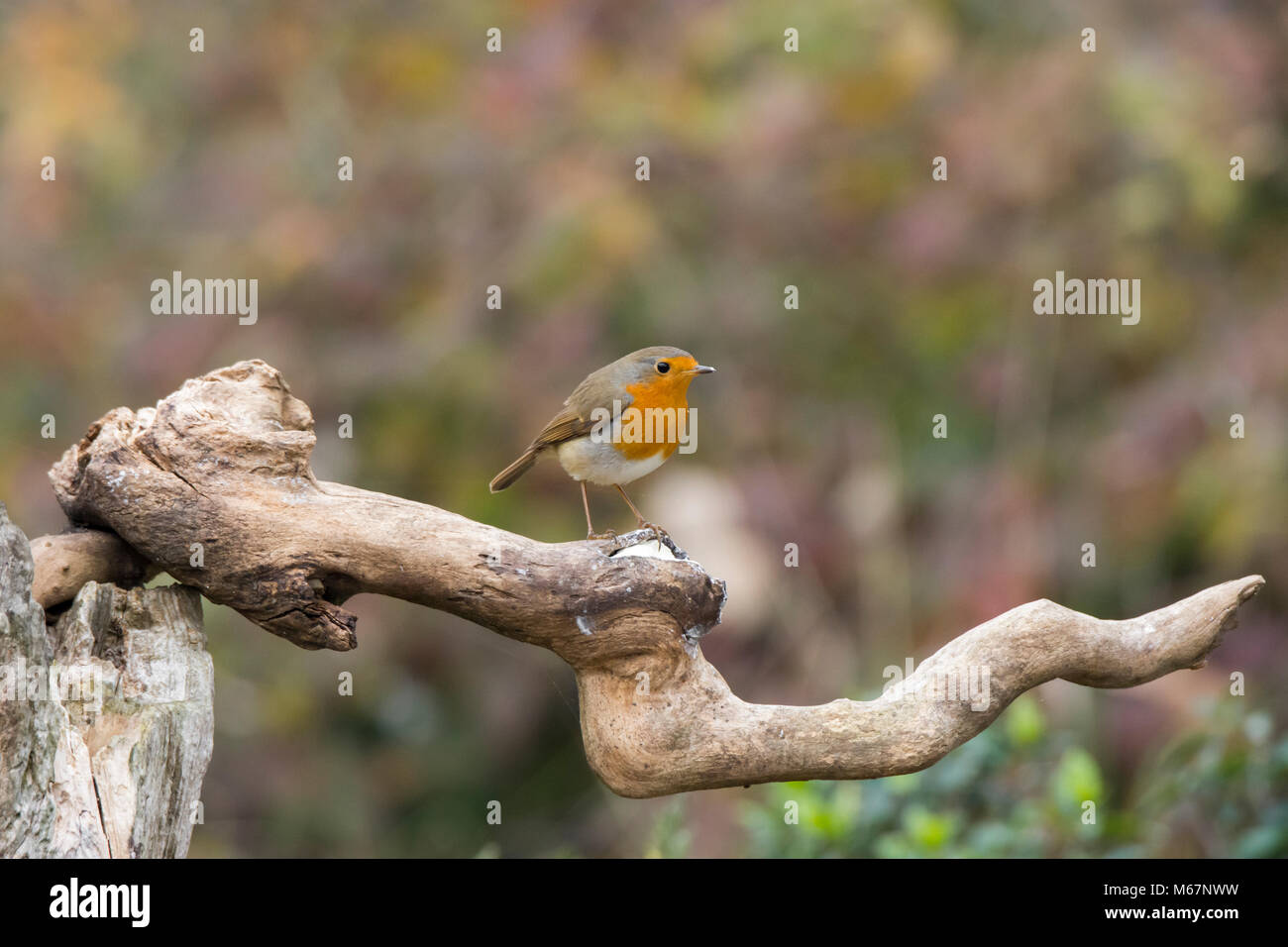 little robin bird in Cisliano in Italy Stock Photo - Alamy