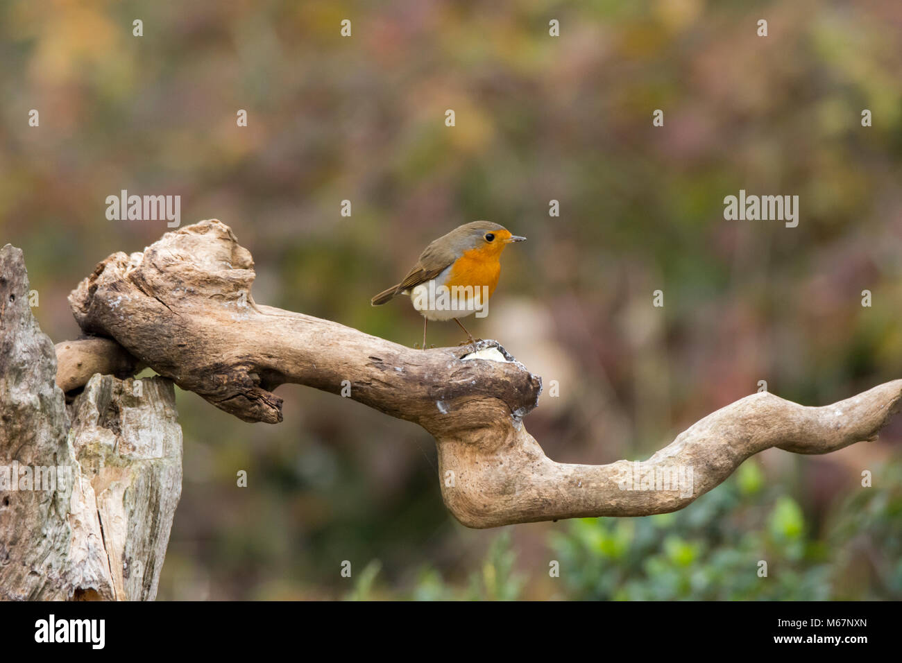 little robin bird in Cisliano in Italy Stock Photo - Alamy
