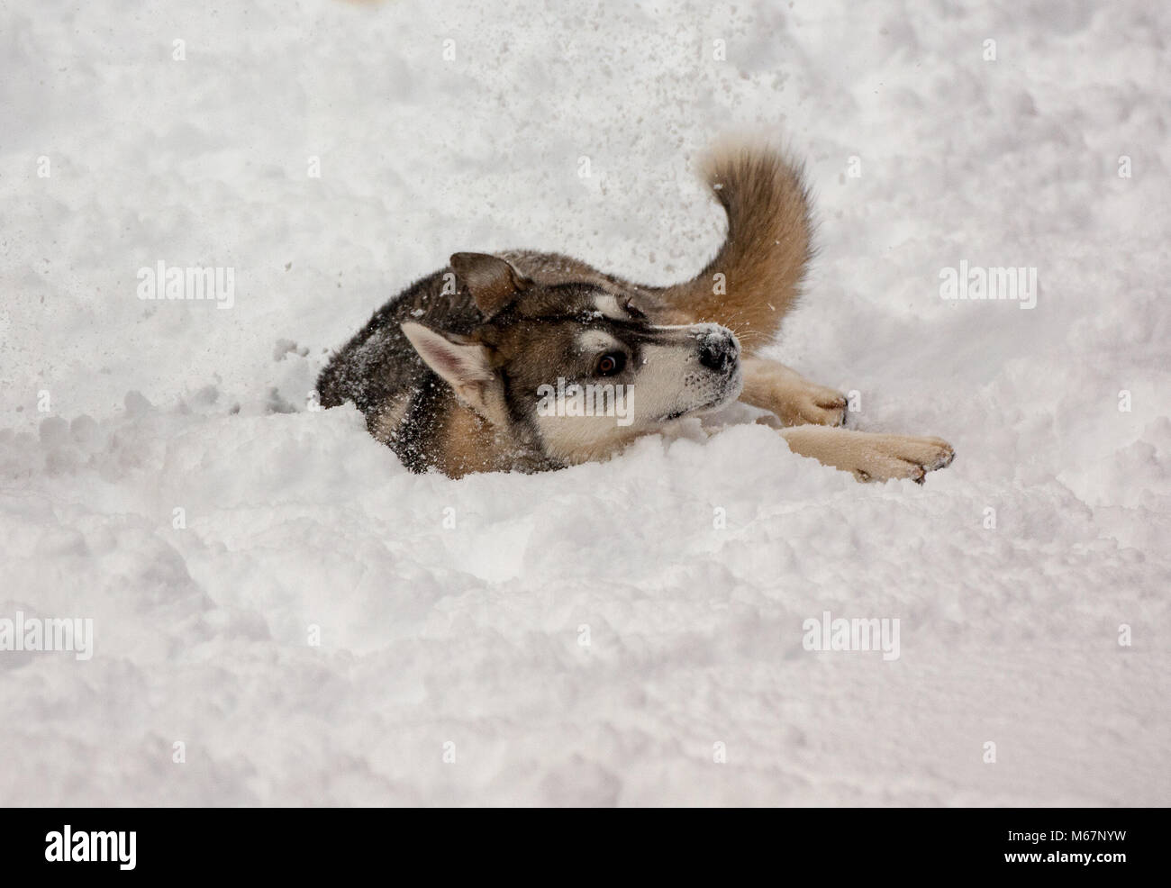 Husky rolling in the snow Stock Photo - Alamy