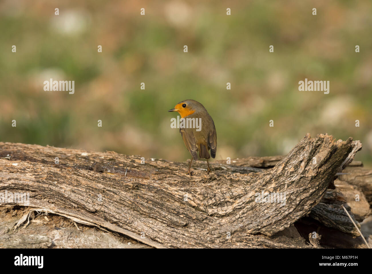 little robin bird in Cisliano in Italy Stock Photo - Alamy