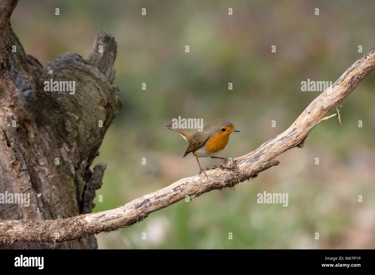 little robin bird in Cisliano in Italy Stock Photo - Alamy