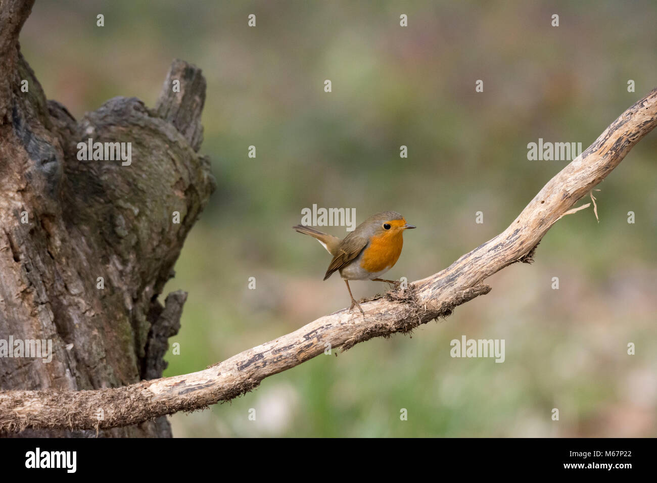 little robin bird in Cisliano in Italy Stock Photo - Alamy