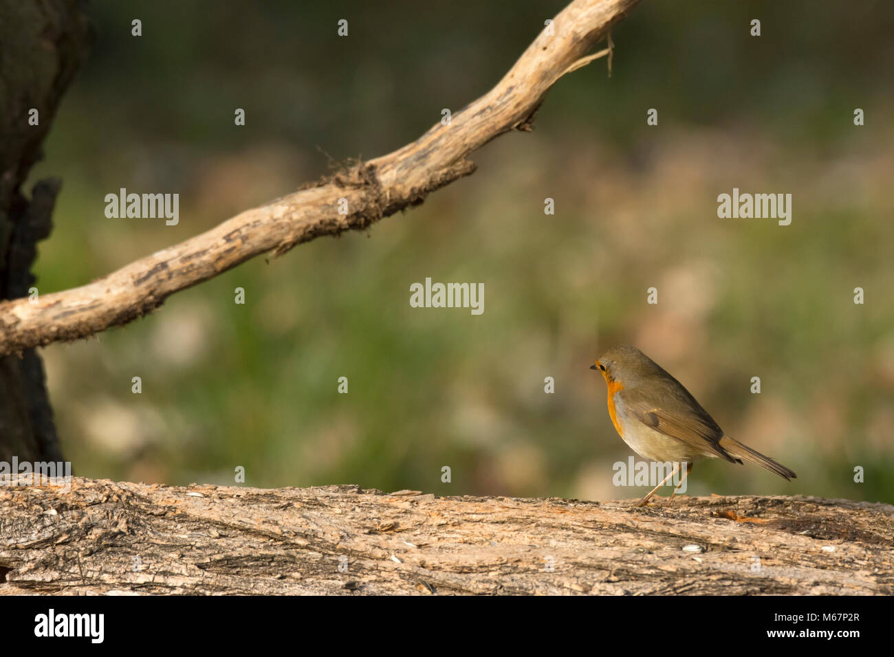 little robin bird in Cisliano in Italy Stock Photo - Alamy