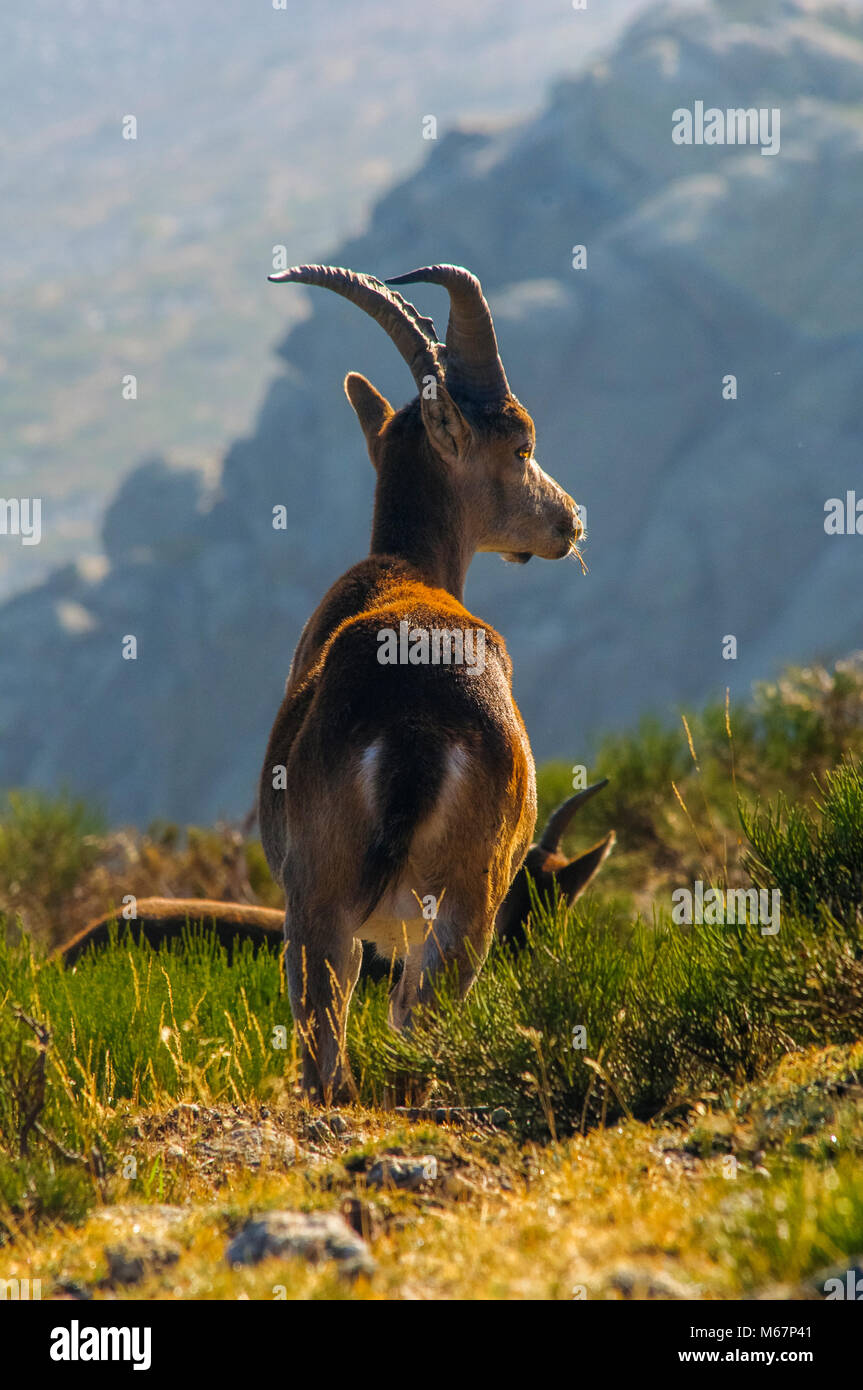 Cabra hispanica hi-res stock photography and images - Alamy
