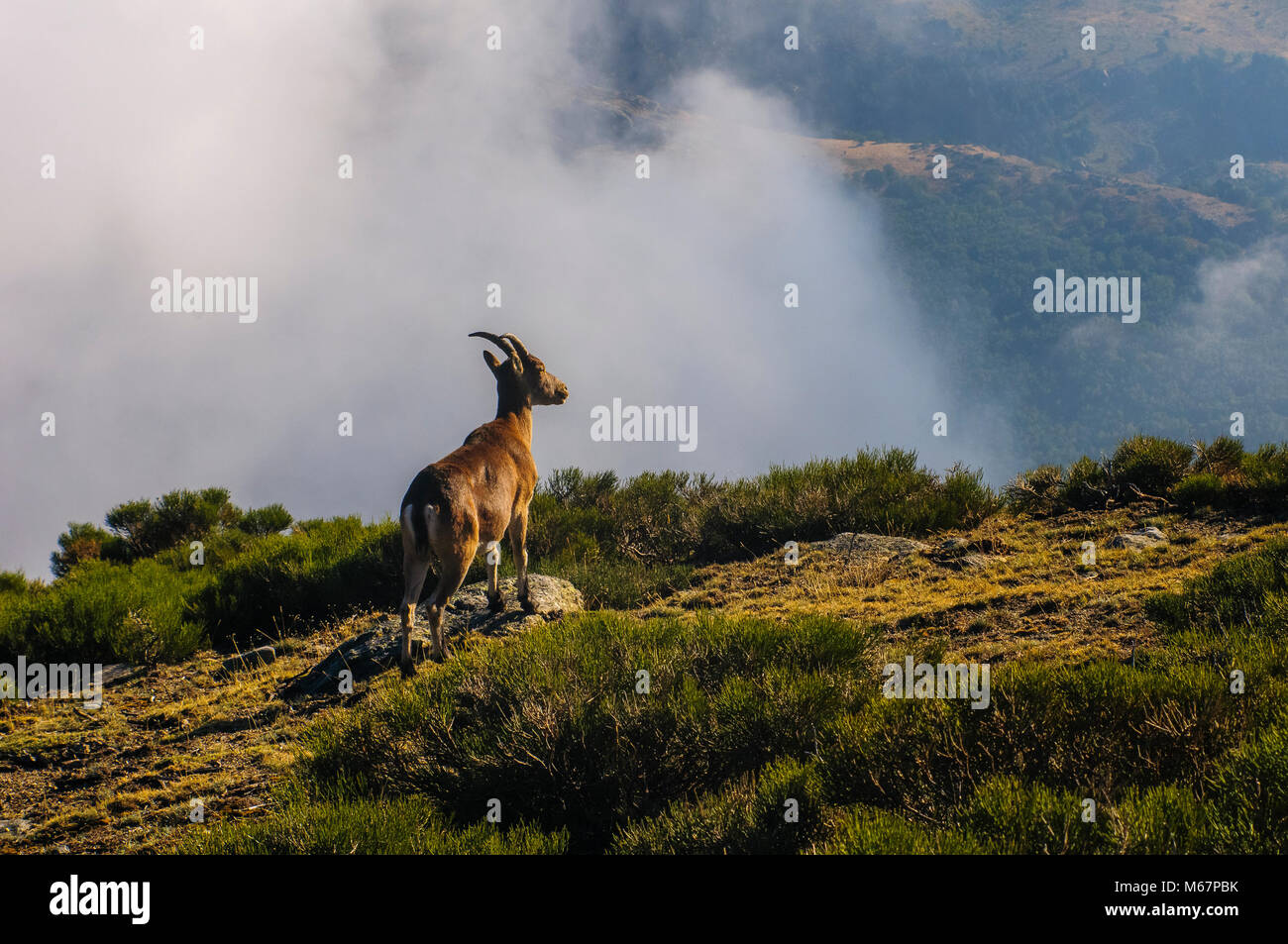 Capra Pyrenaica hispánica, goat, mountain, wild animals Stock Photo - Alamy