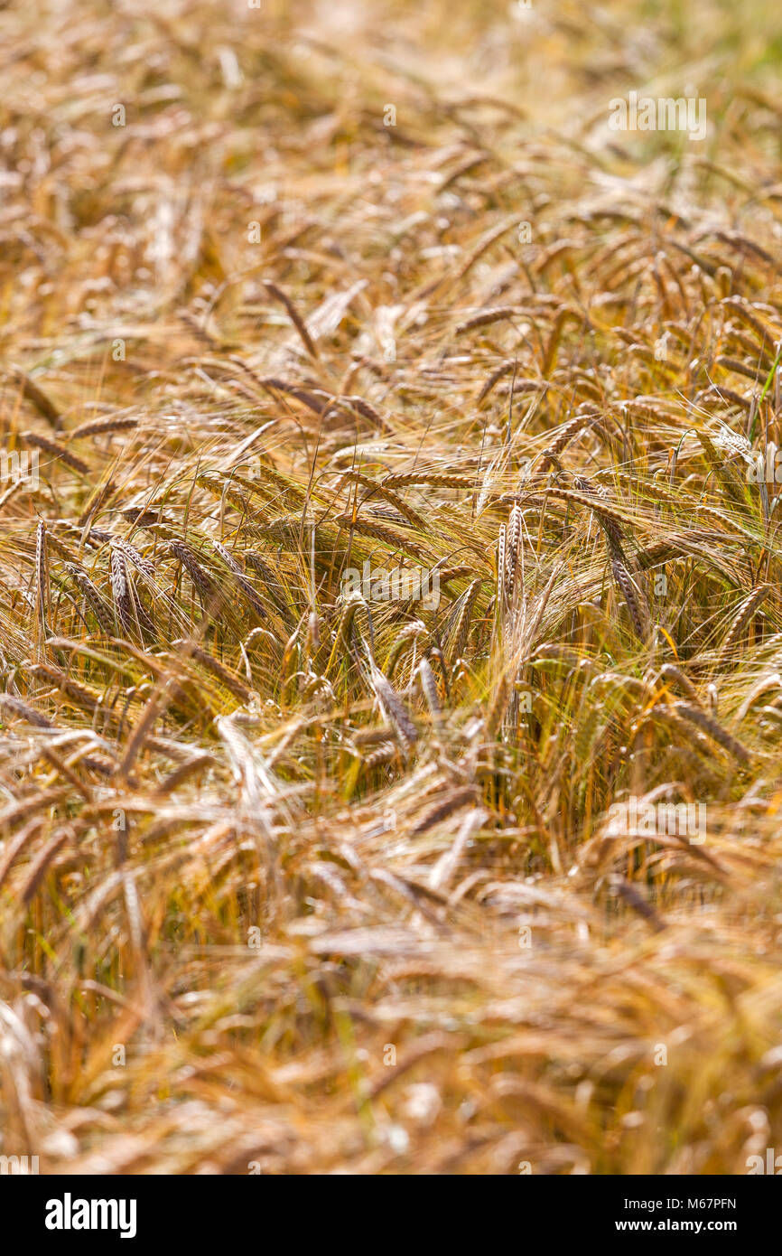 Barley scotland hi-res stock photography and images - Alamy