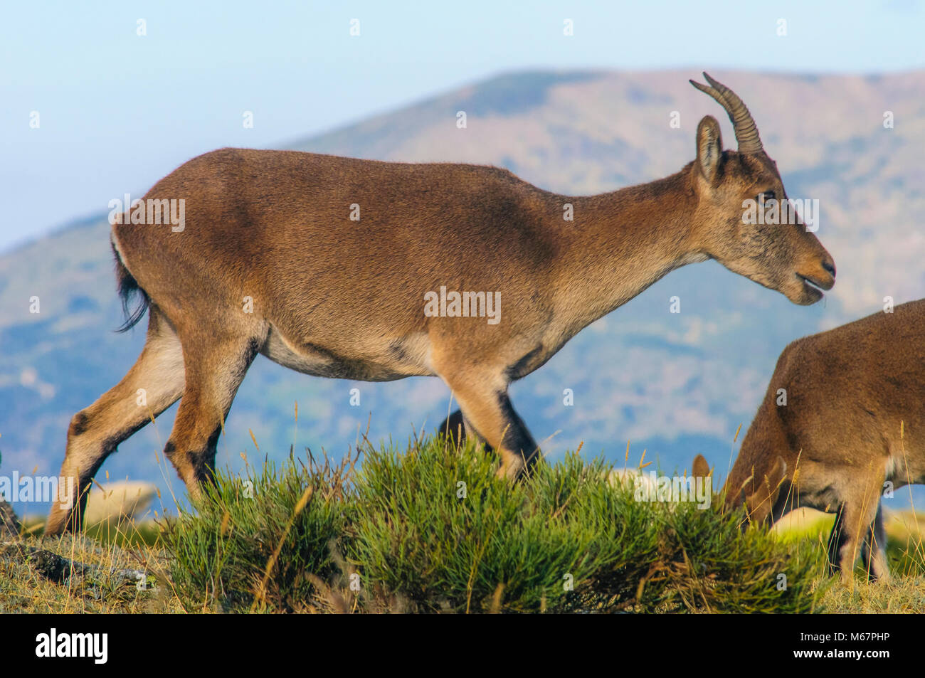 Capra Pyrenaica hispánica, goat, mountain, wild animals Stock Photo - Alamy