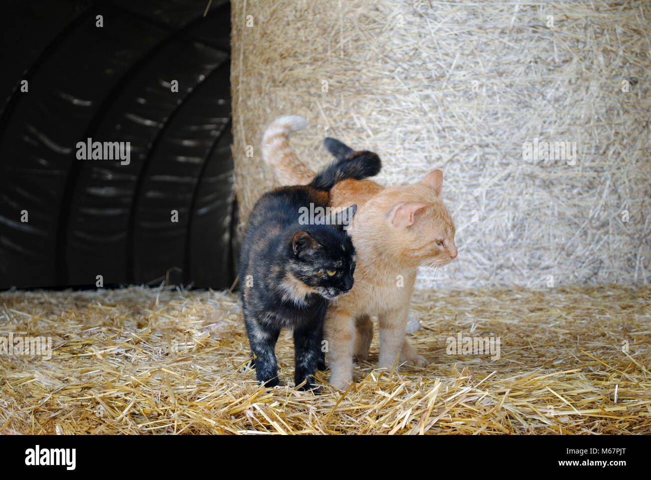 love between animals Stock Photo - Alamy