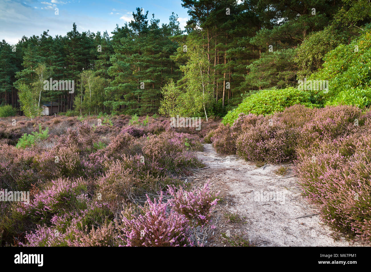 Heath common sussex hi-res stock photography and images - Alamy