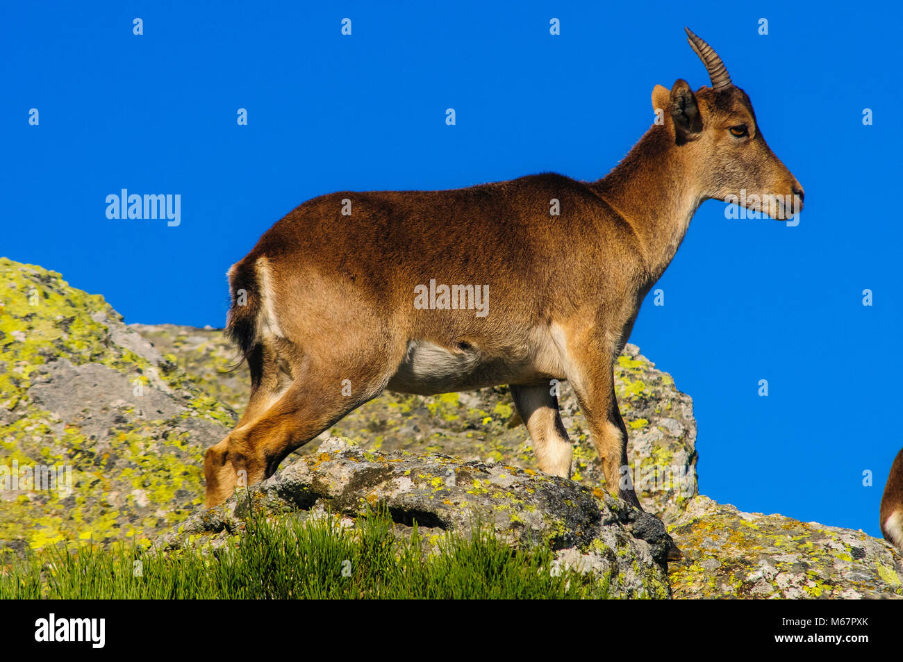 Capra Pyrenaica hispánica, goat, mountain, wild animals Stock Photo - Alamy