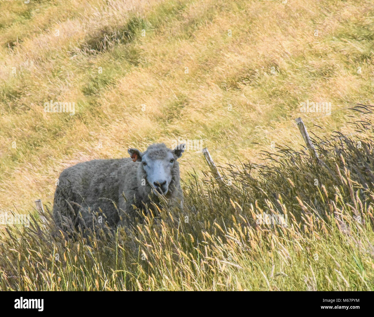 lone sheep grazing in the field Stock Photo - Alamy