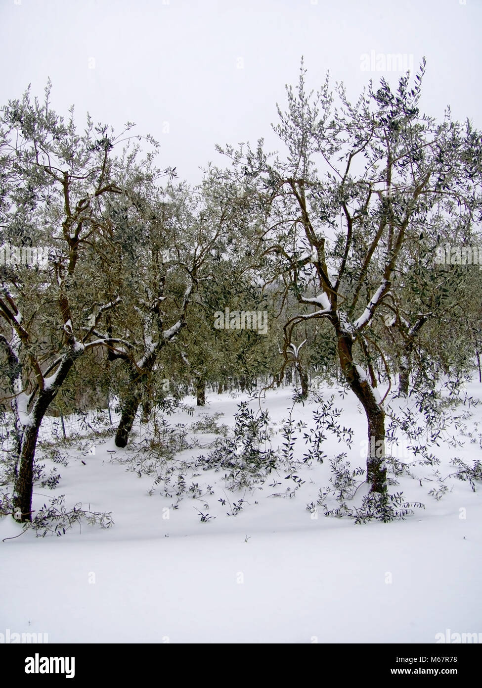 Olive trees in snow hi-res stock photography and images - Alamy
