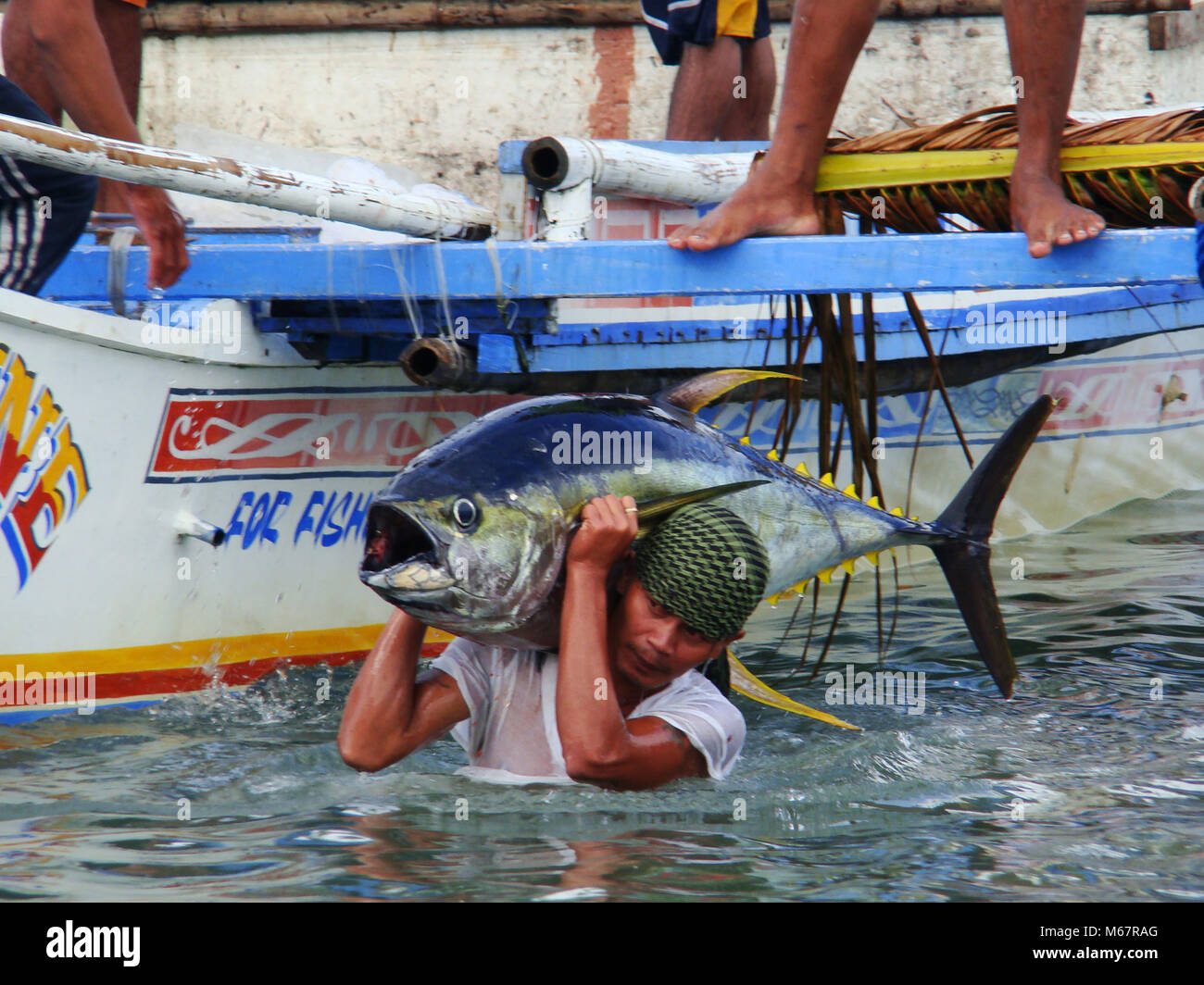 yellowfin tuna Thunnus albacares freshly landed by the artisanal ...